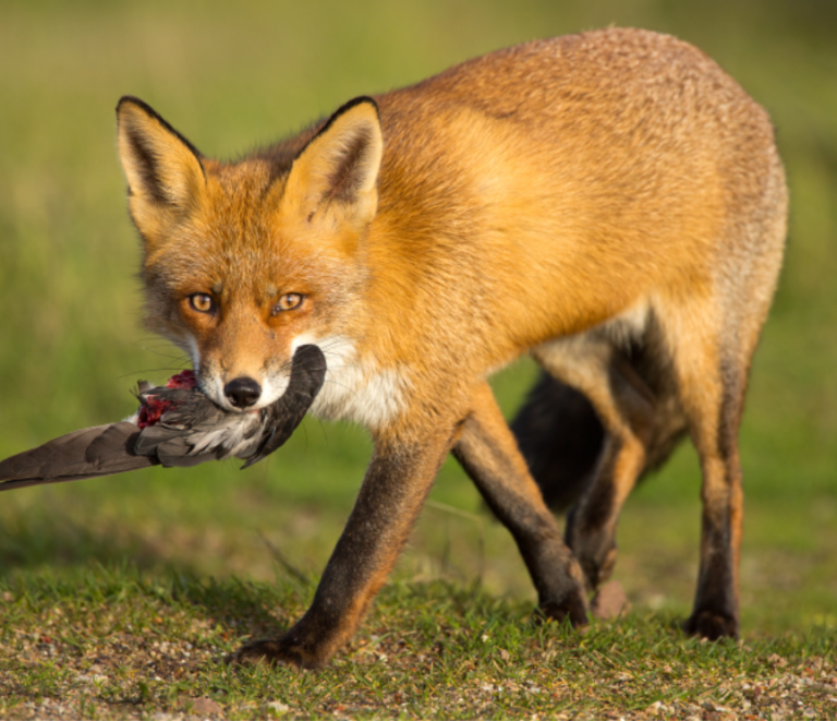 Fox Control Victoria | Effective Fox Trapping & Removal Victoria