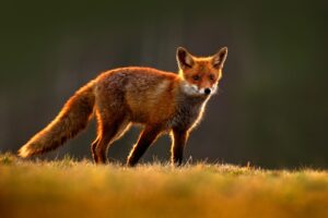 Fox Control Victoria | Effective Fox Trapping & Removal Victoria