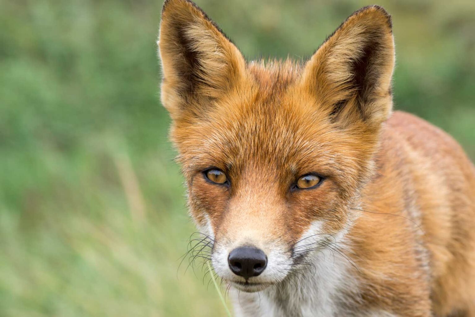 Fox Control Victoria | Effective Fox Trapping & Removal Victoria